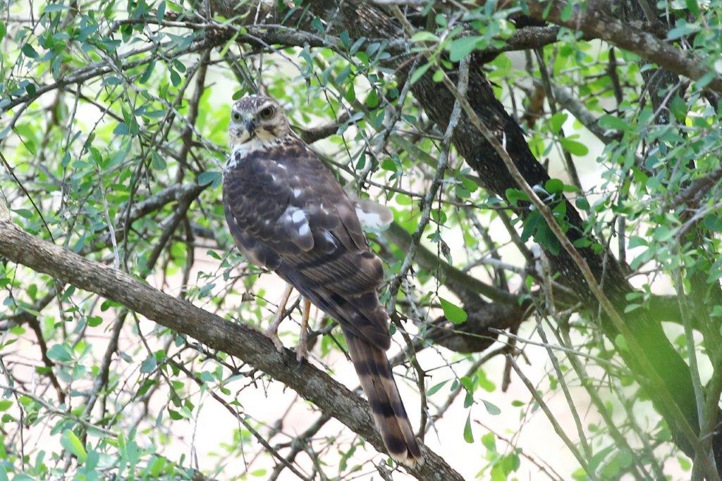 African Goshawk – juvenile _resize – BirdLife eThekwini KZN