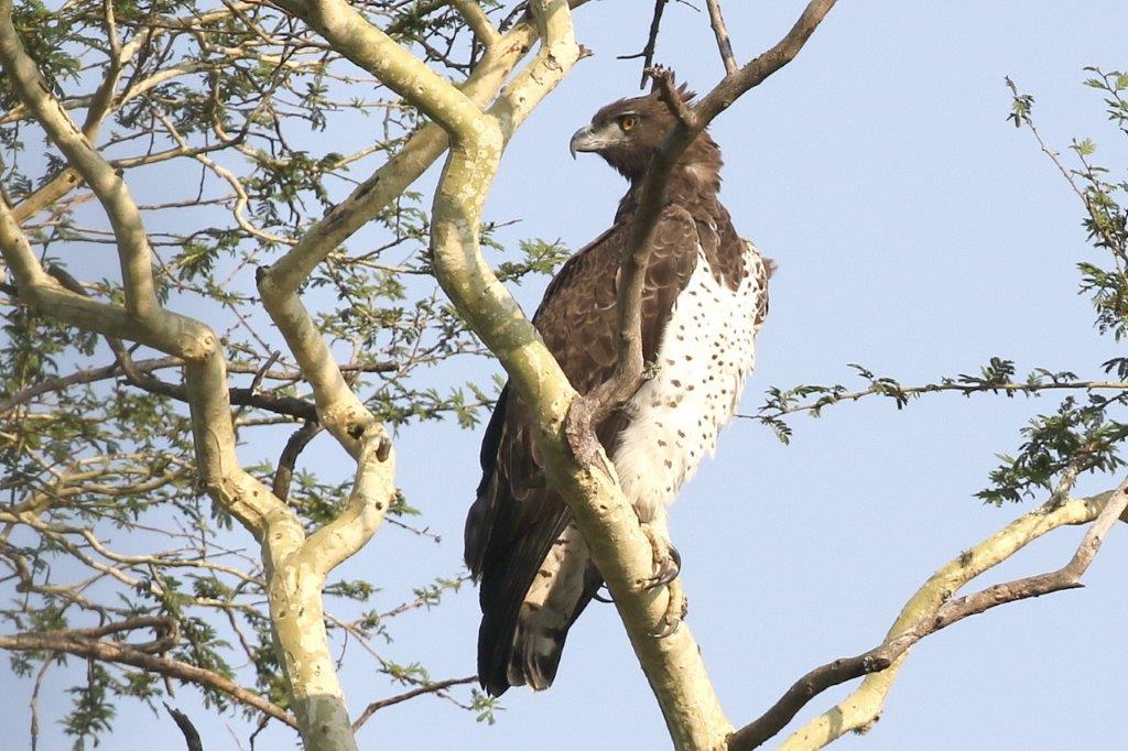 Martial Eagle _resize – BirdLife eThekwini KZN