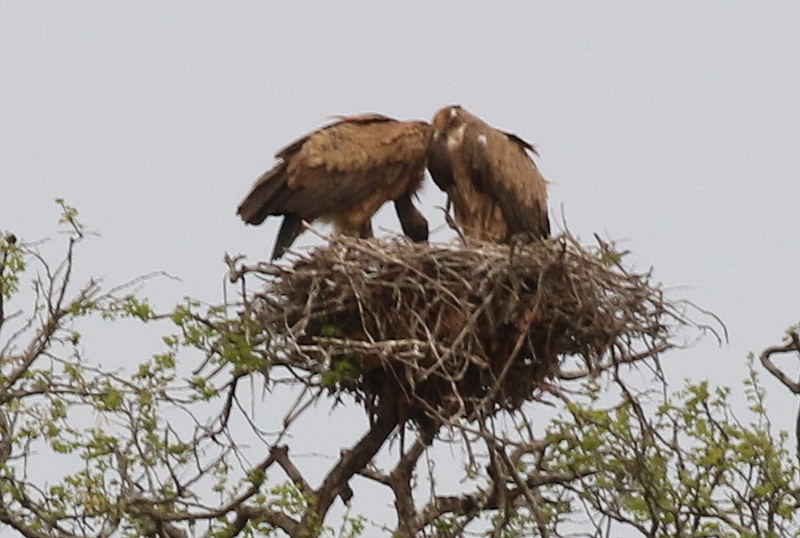 White-backed Vultures on their nest _resize – BirdLife eThekwini KZN