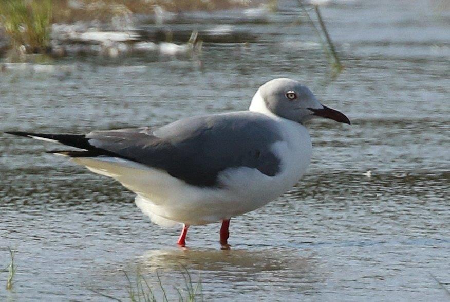 Grey-headed Gull – BirdLife eThekwini KZN
