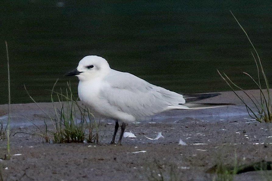 Gull-billed Tern – BirdLife eThekwini KZN