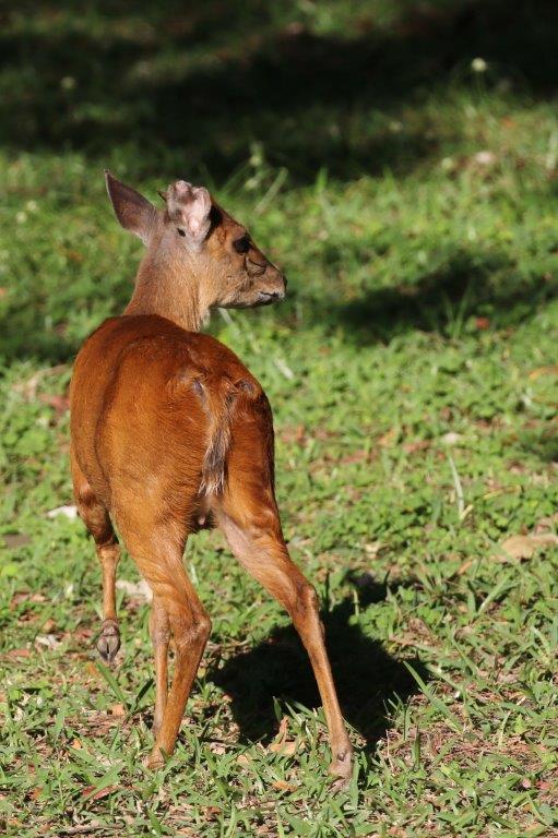 Red Duiker – BirdLife eThekwini KZN