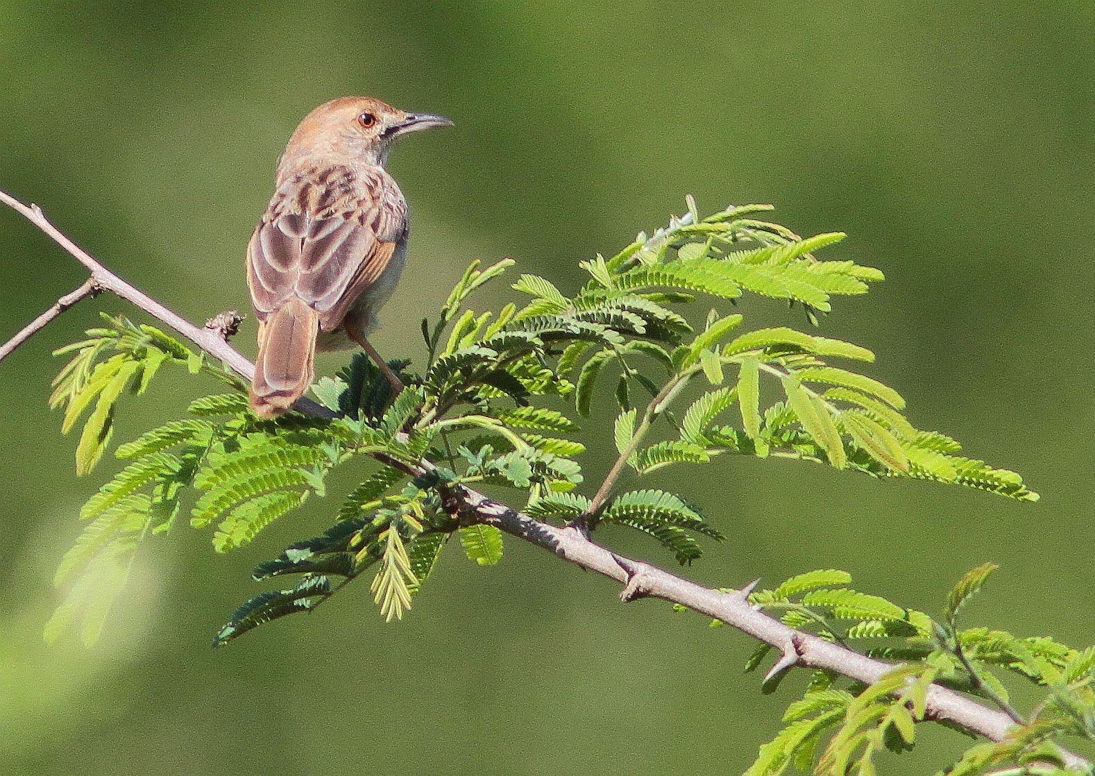 Rattling Cisticola (Photo credit – David Swanepoel) – BirdLife ...