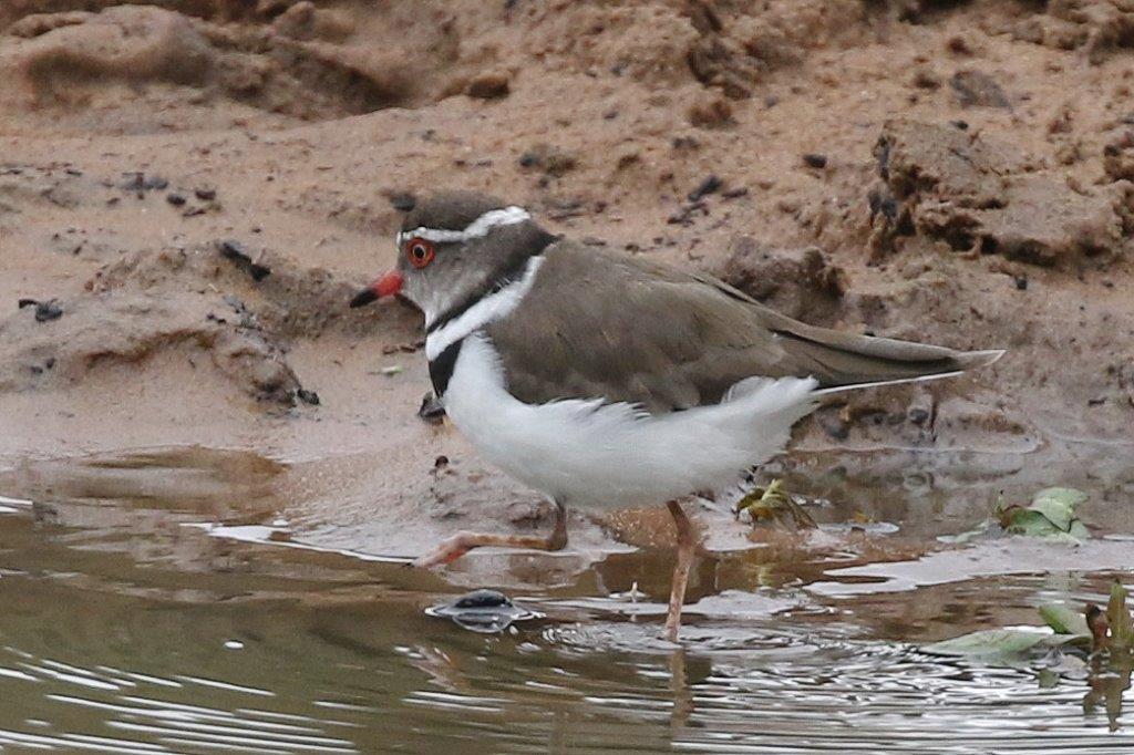 Three-banded Plover – BirdLife eThekwini KZN
