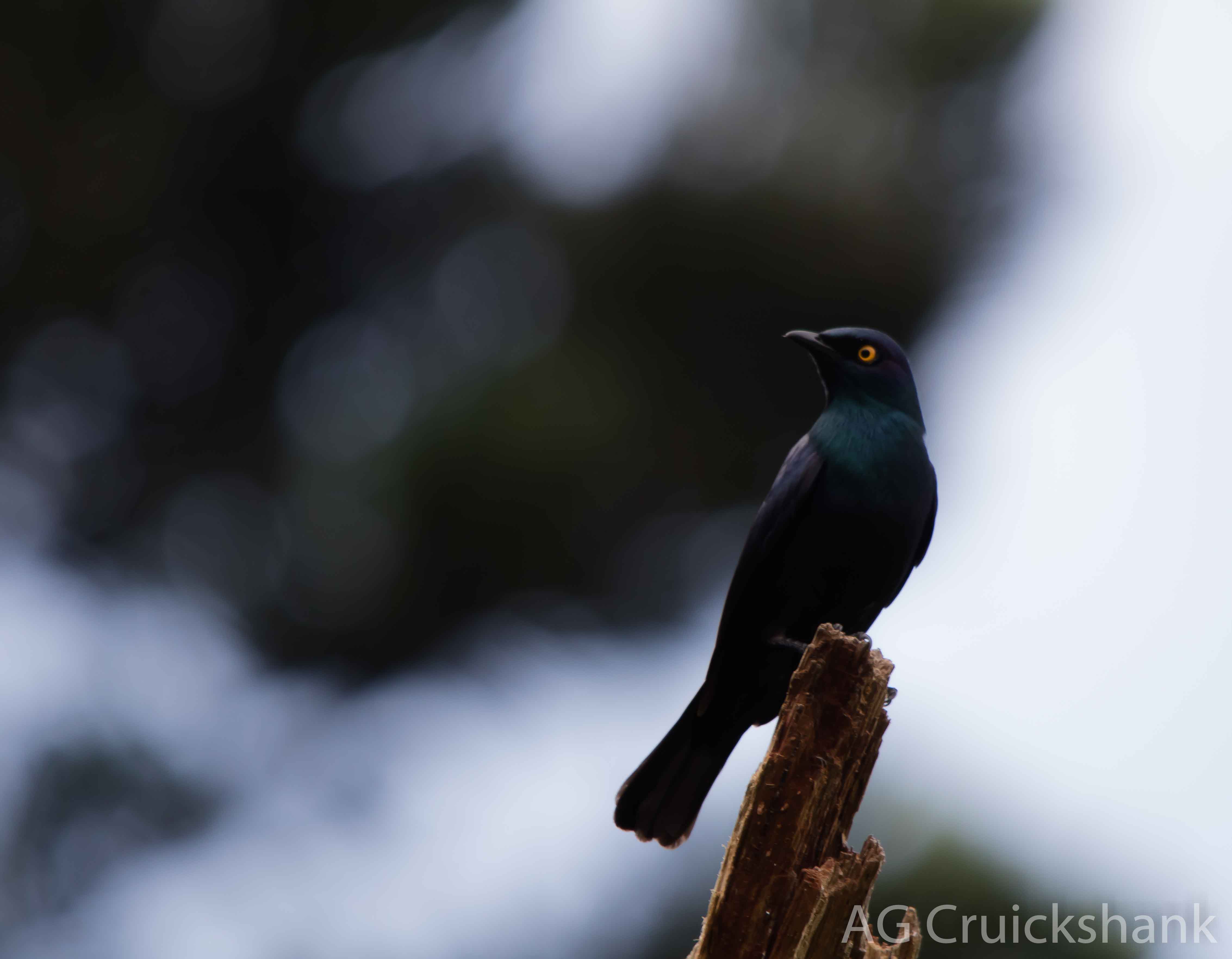Black-bellied Starling – BirdLife eThekwini KZN