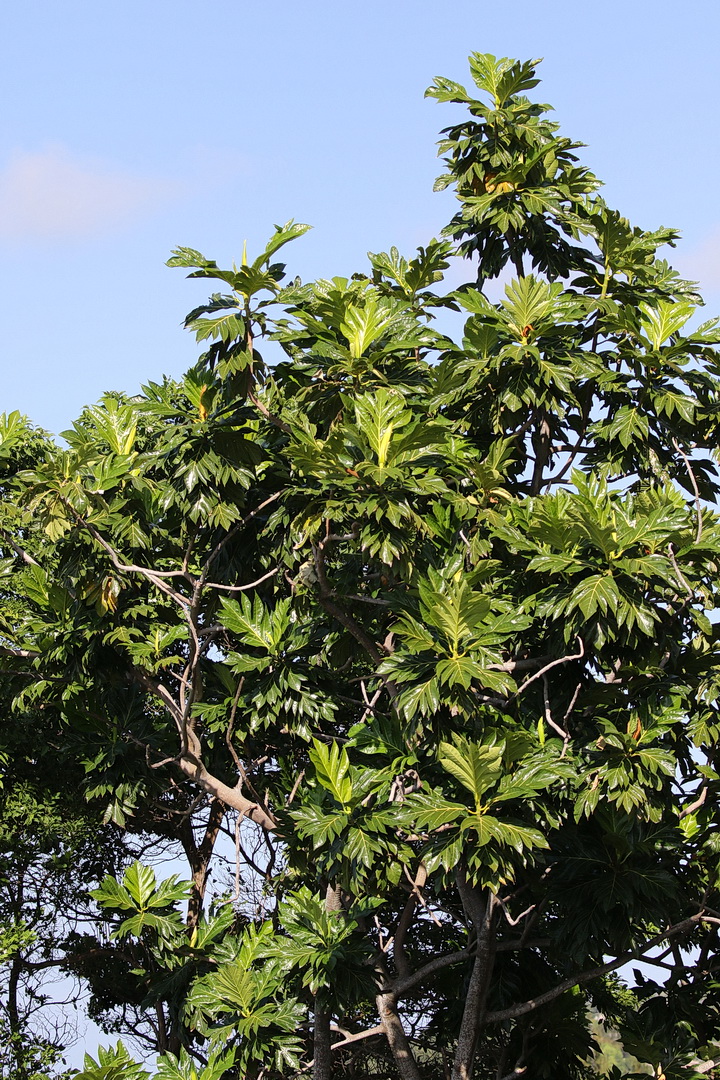 Breadfruit Tree – BirdLife eThekwini KZN