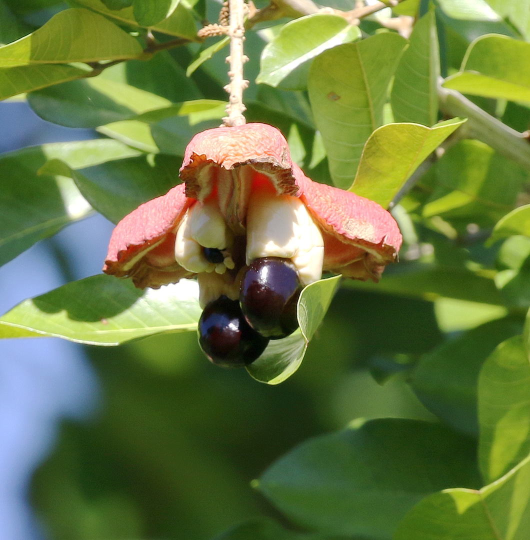 Jamaican Ackee – BirdLife eThekwini KZN