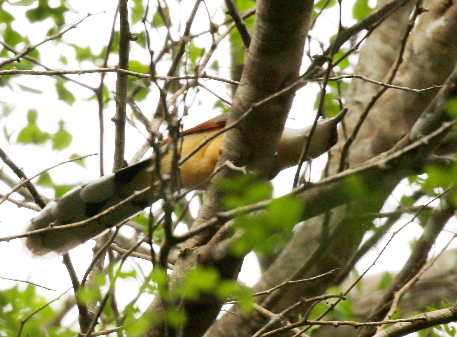 Jamaican Lizard-Cuckoo – BirdLife eThekwini KZN