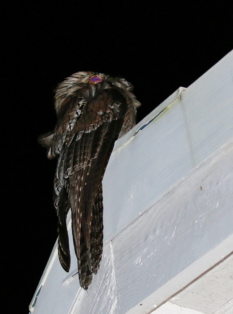 Northern Potoo – BirdLife eThekwini KZN