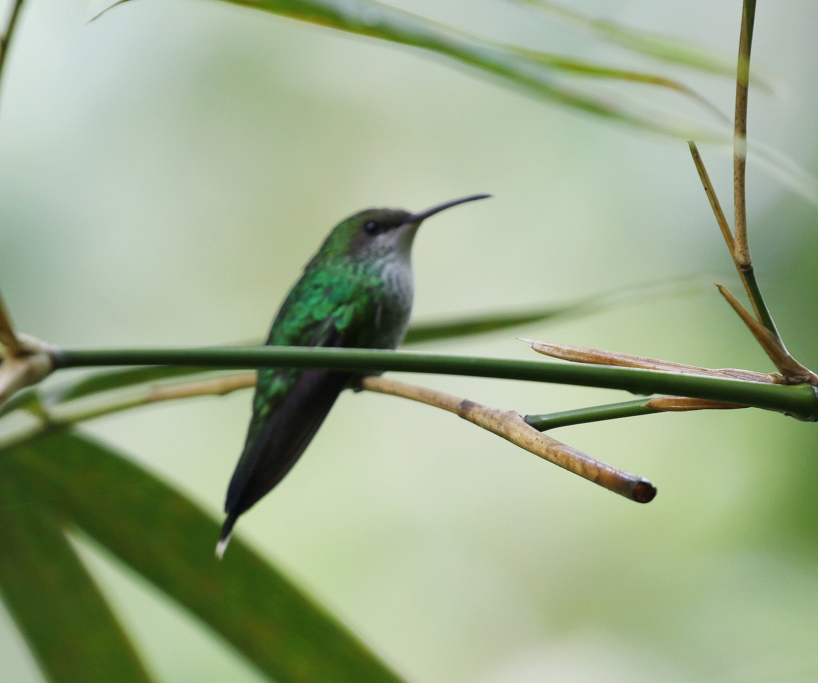 Red-billed Streamertail – female – BirdLife eThekwini KZN