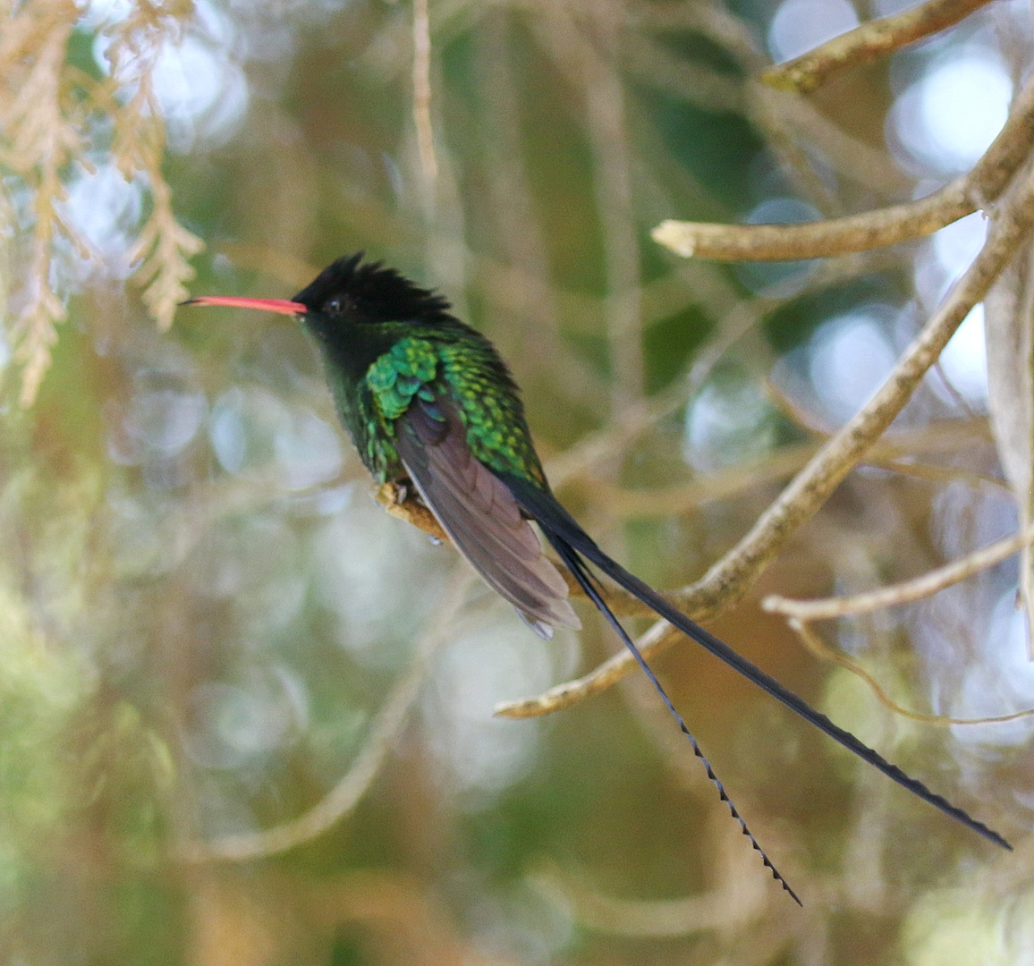 Red-billed Streamertail – BirdLife eThekwini KZN