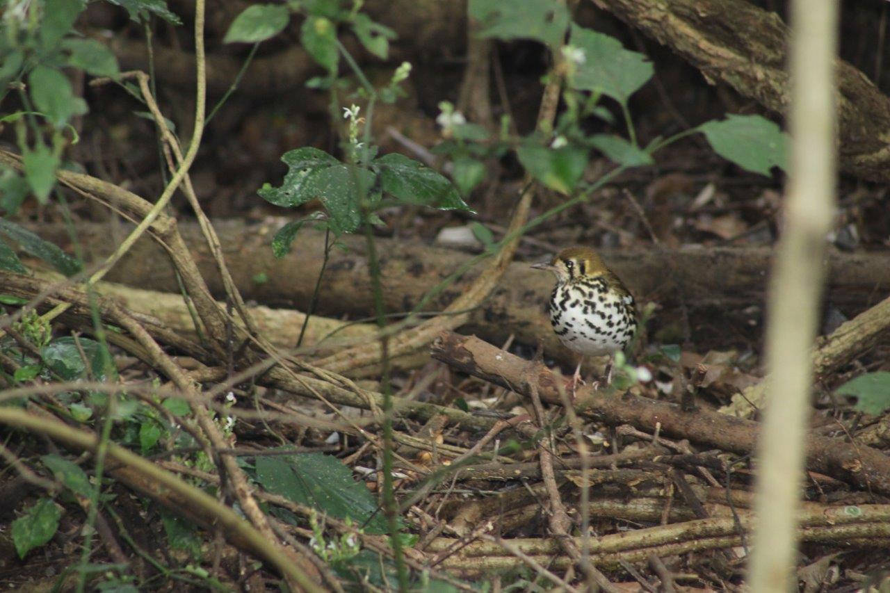 Spotted Ground-Thrush -David Swanepoel – BirdLife eThekwini KZN