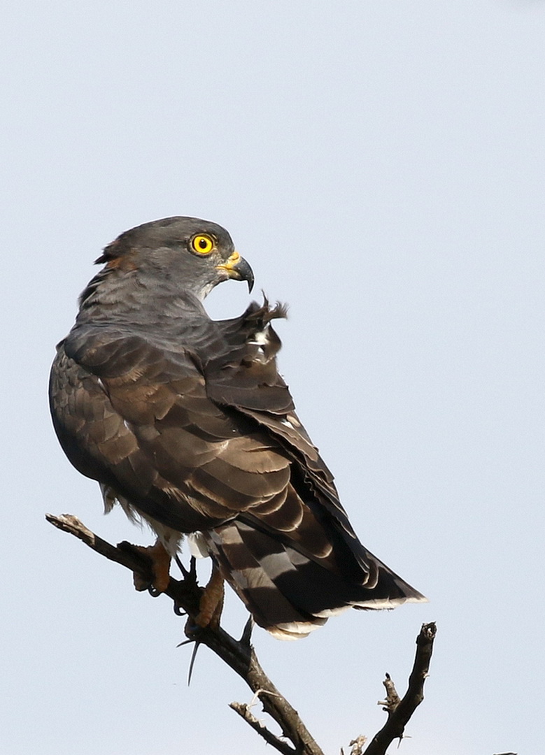 African Cuckoo Hawk – BirdLife eThekwini KZN