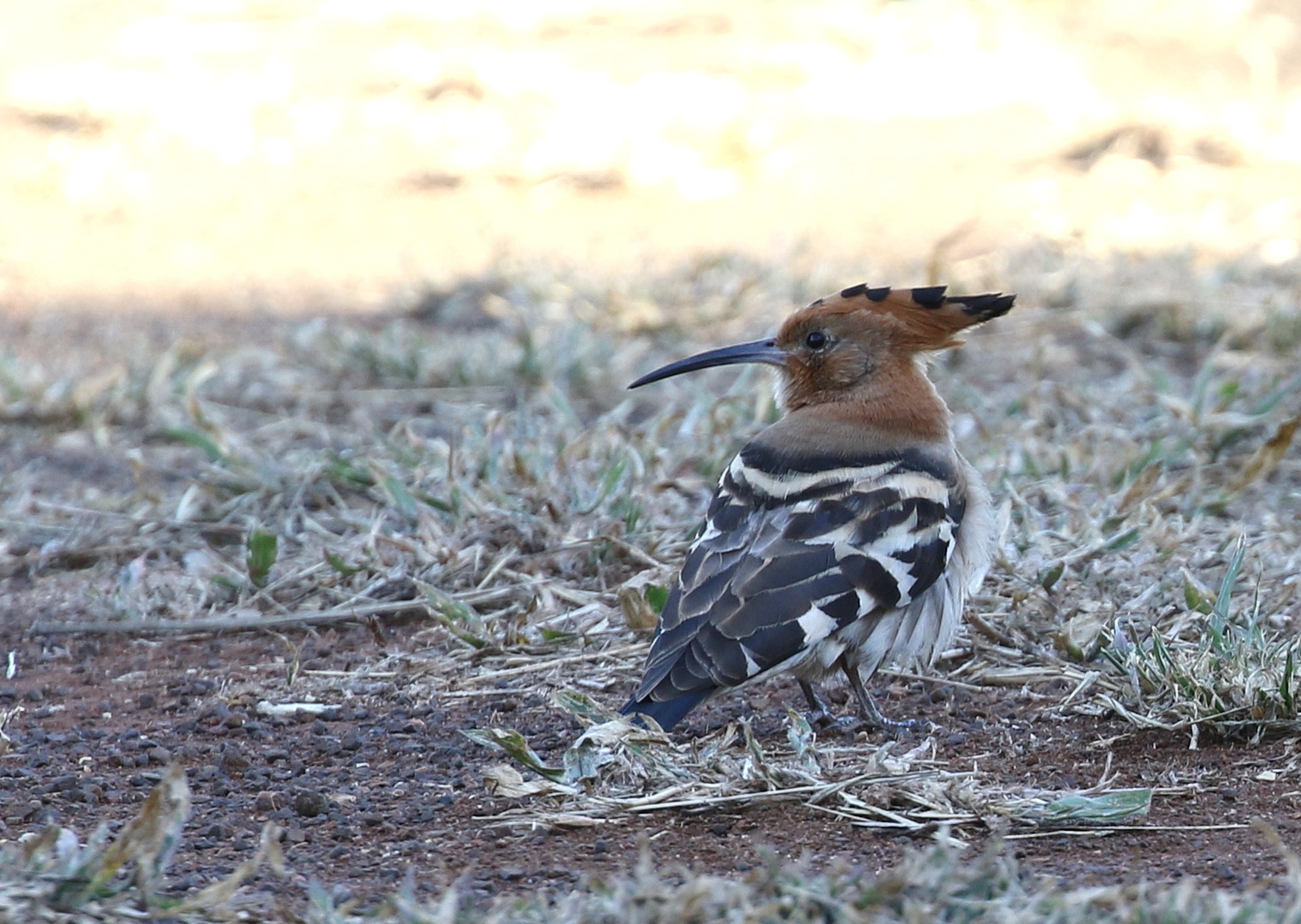 African Hoopoe – BirdLife eThekwini KZN