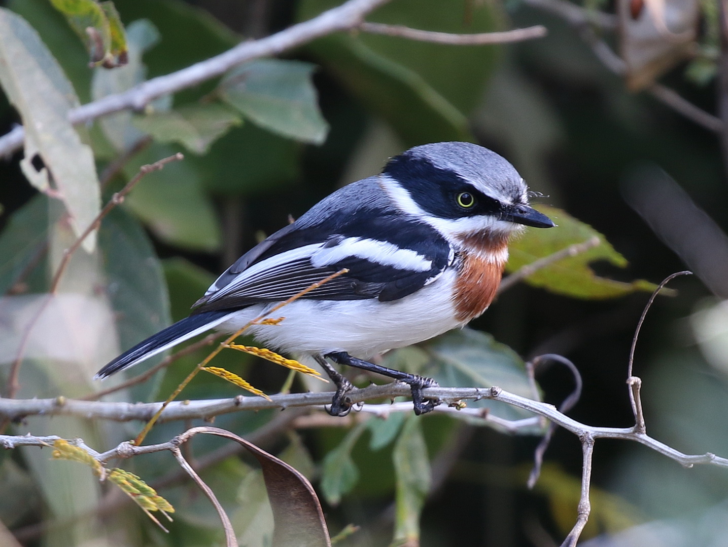 Chinspot Batis- female – BirdLife eThekwini KZN