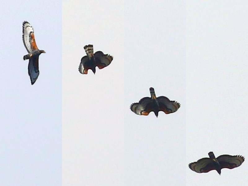 New Germany Outing – BirdLife eThekwini KZN