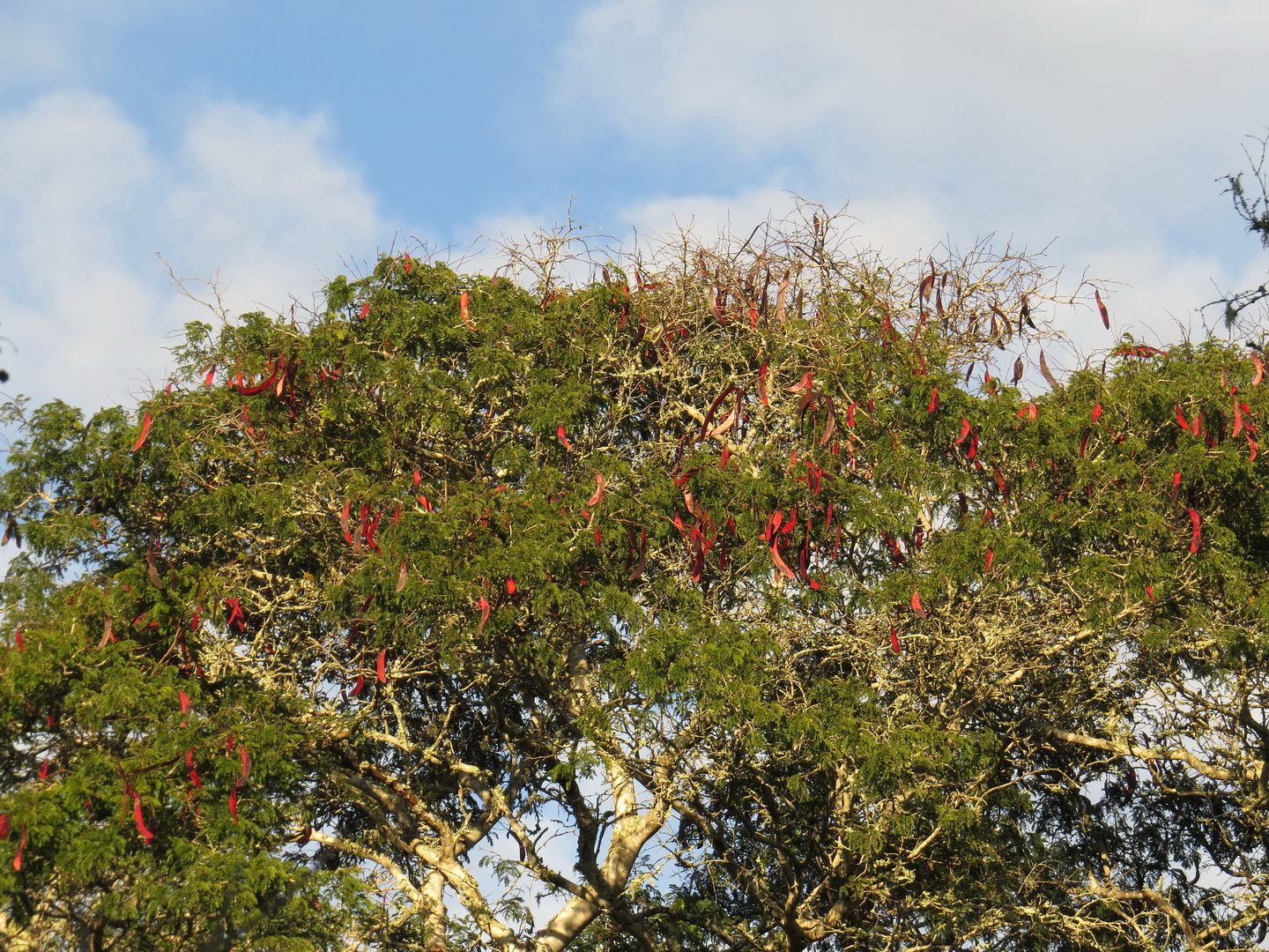 Red Pod tree – BirdLife eThekwini KZN