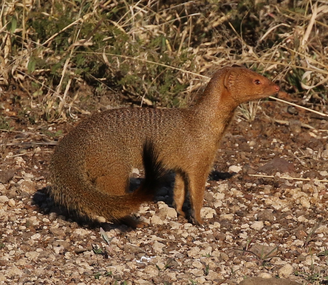 Slender Mongoose JPG – BirdLife eThekwini KZN
