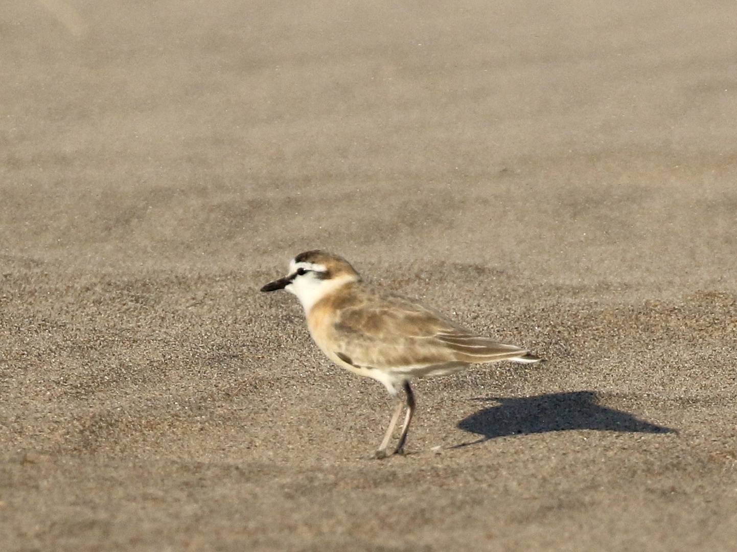 White-fronted Plover – BirdLife eThekwini KZN