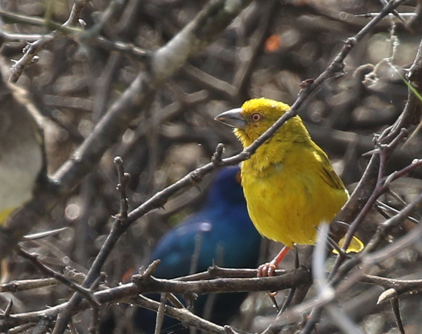 Yellow Weaver – BirdLife eThekwini KZN