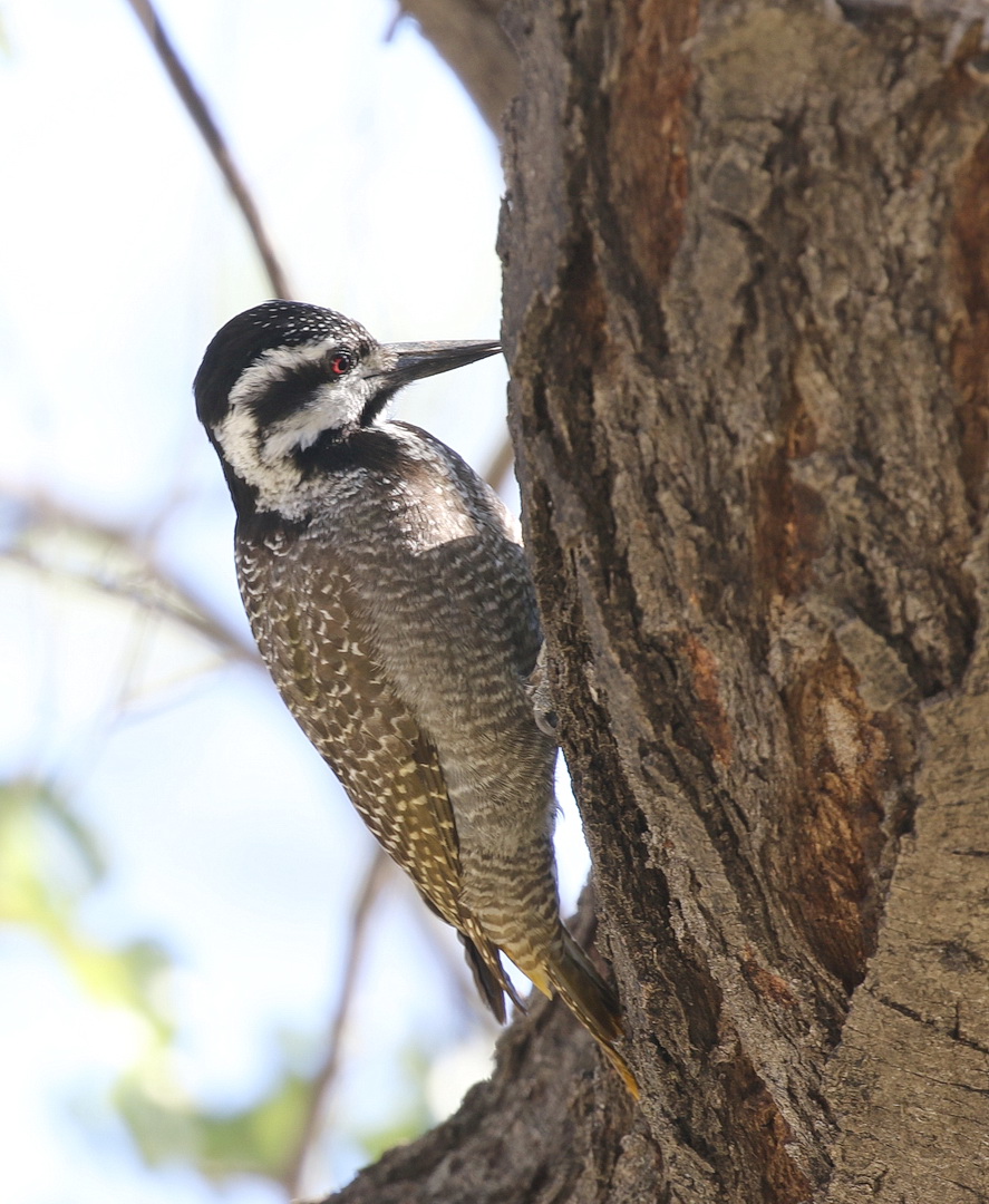 Bearded Woodpecker – female – BirdLife eThekwini KZN
