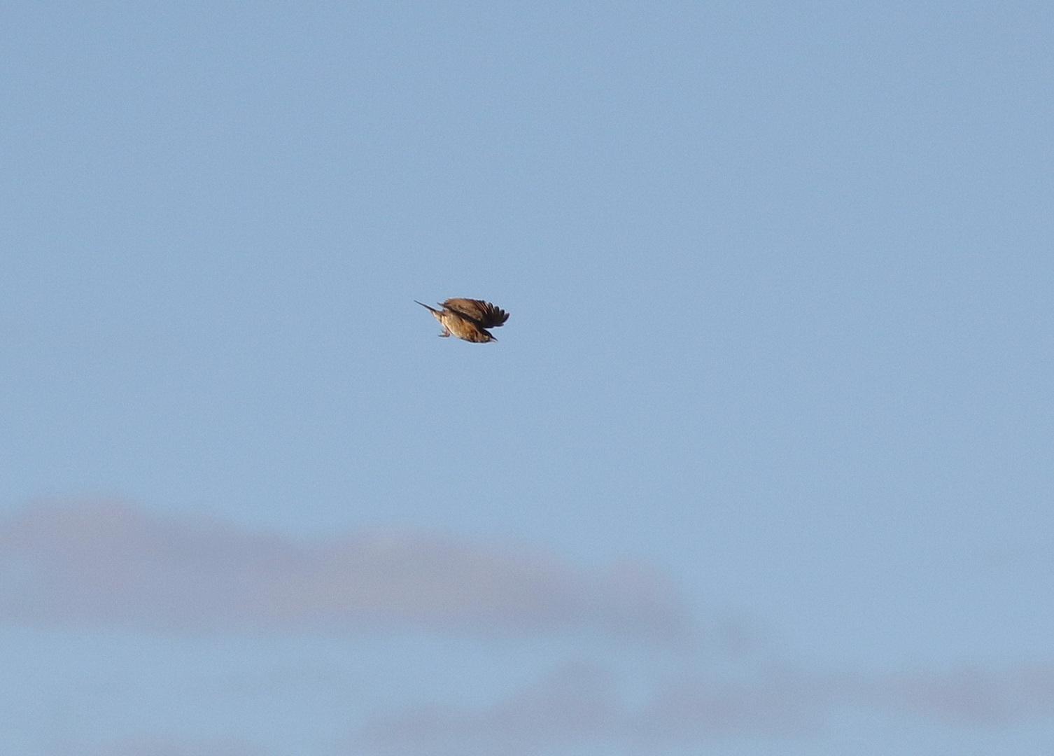 Eastern Clapper Lark – BirdLife eThekwini KZN