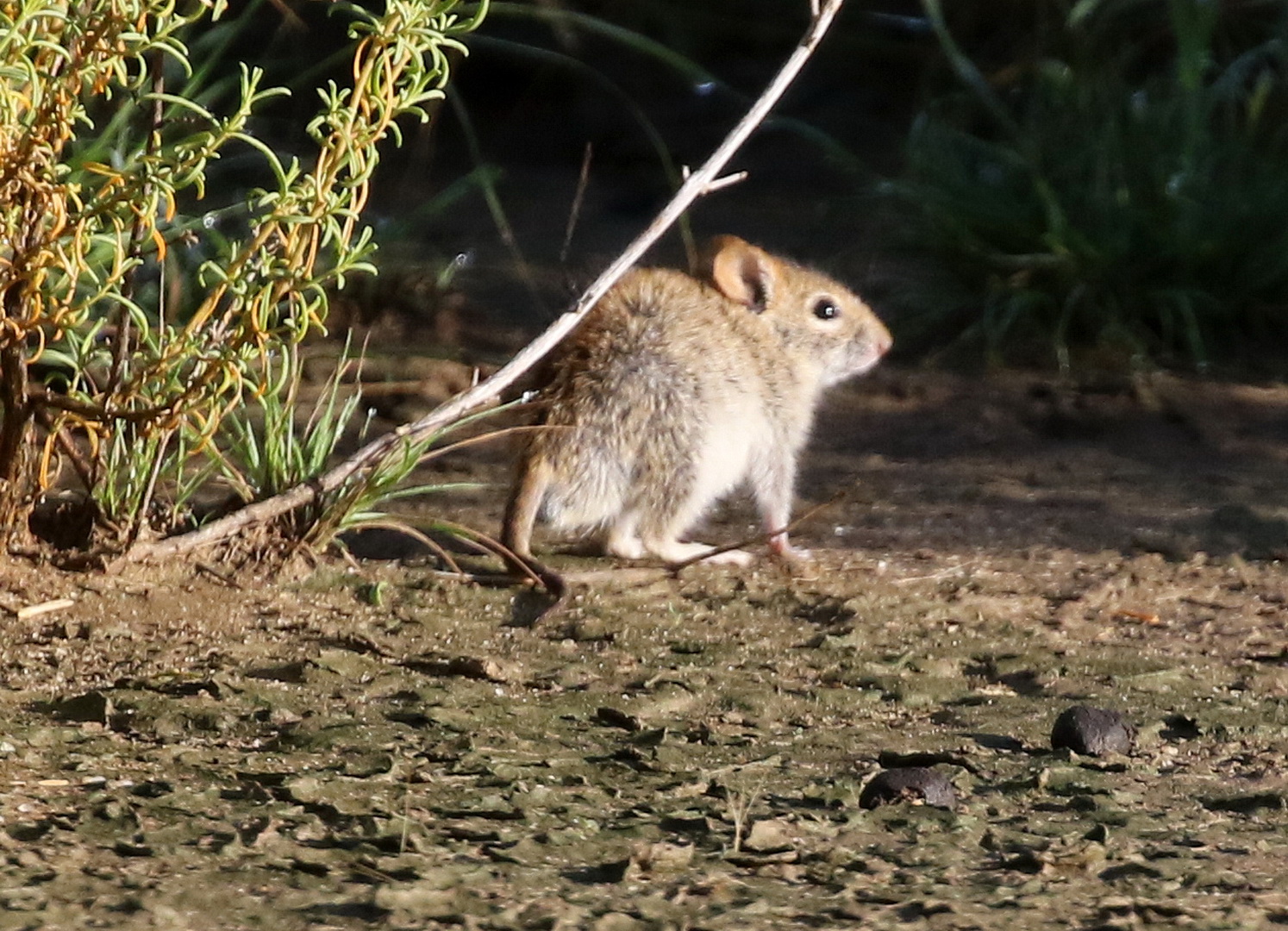 Field mouse – BirdLife eThekwini KZN