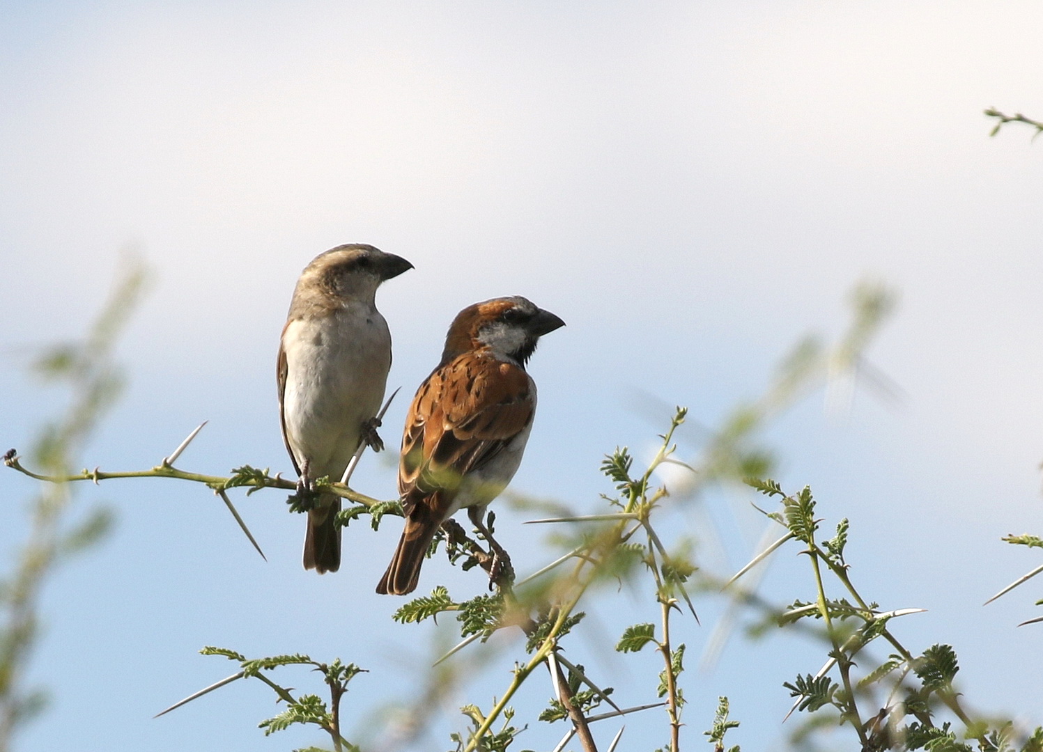 Great Sparrows – BirdLife eThekwini KZN