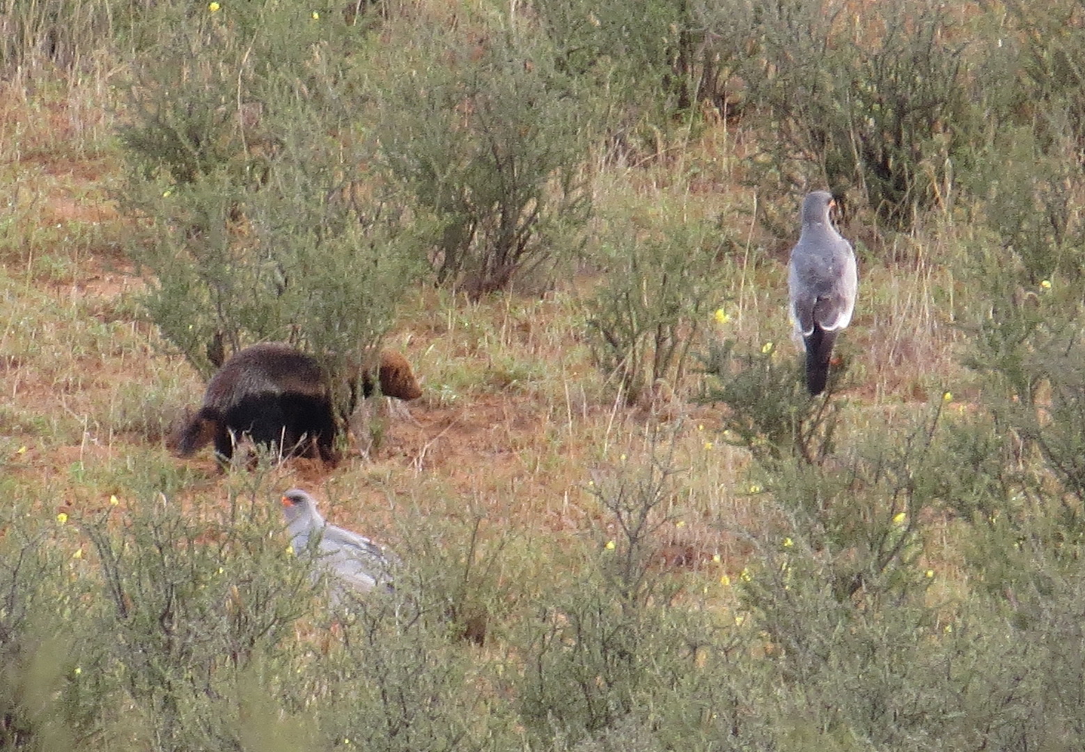 Honey Badger and opportunist friends – BirdLife eThekwini KZN