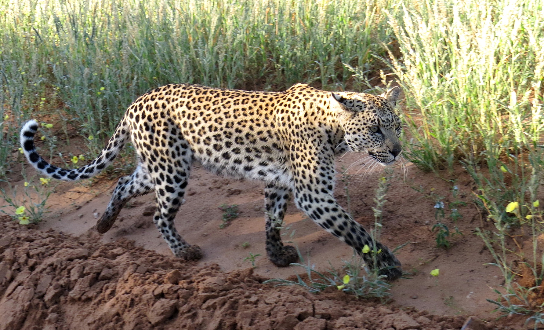 Leopard juvenile – BirdLife eThekwini KZN