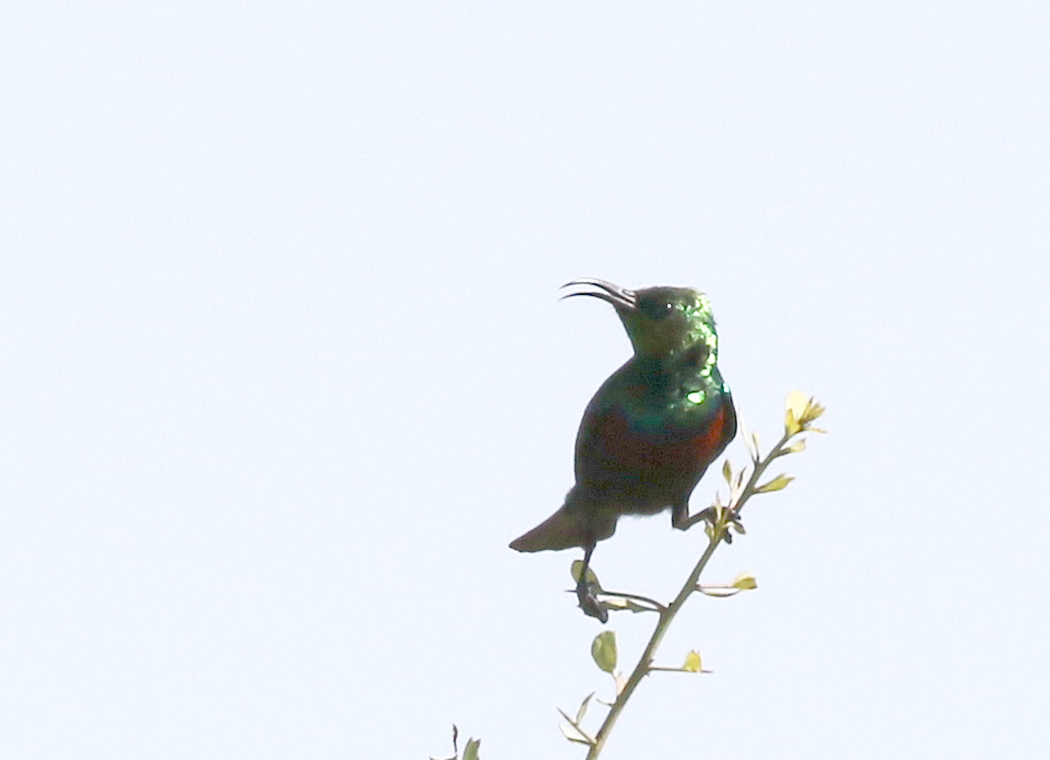 Marico Sunbird – BirdLife eThekwini KZN