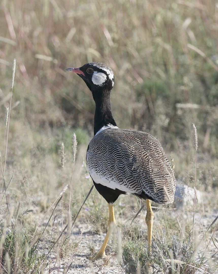Northern Black Korhaan – BirdLife eThekwini KZN