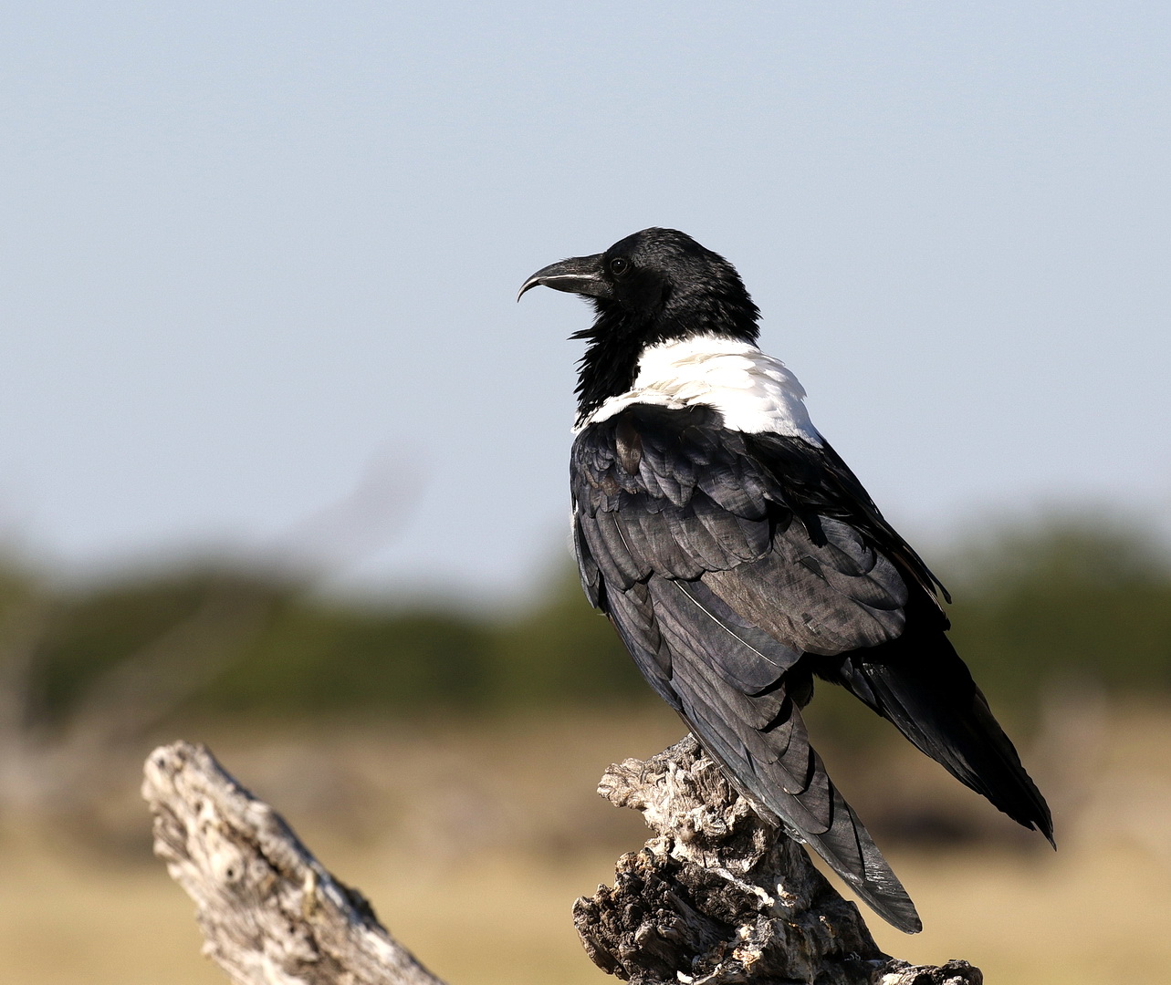 Pied Crow – BirdLife eThekwini KZN