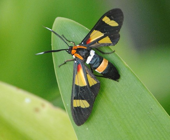 Durban Botanical Gardens – BirdLife eThekwini KZN