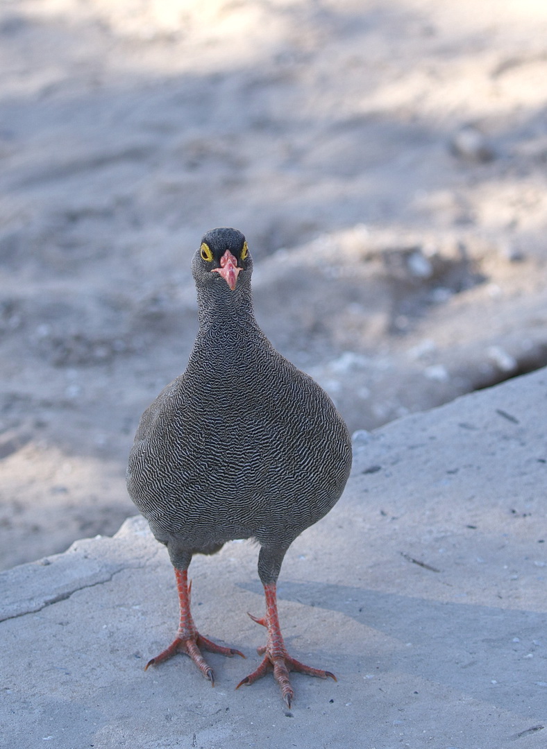 Red-billed Spurfowl – BirdLife eThekwini KZN