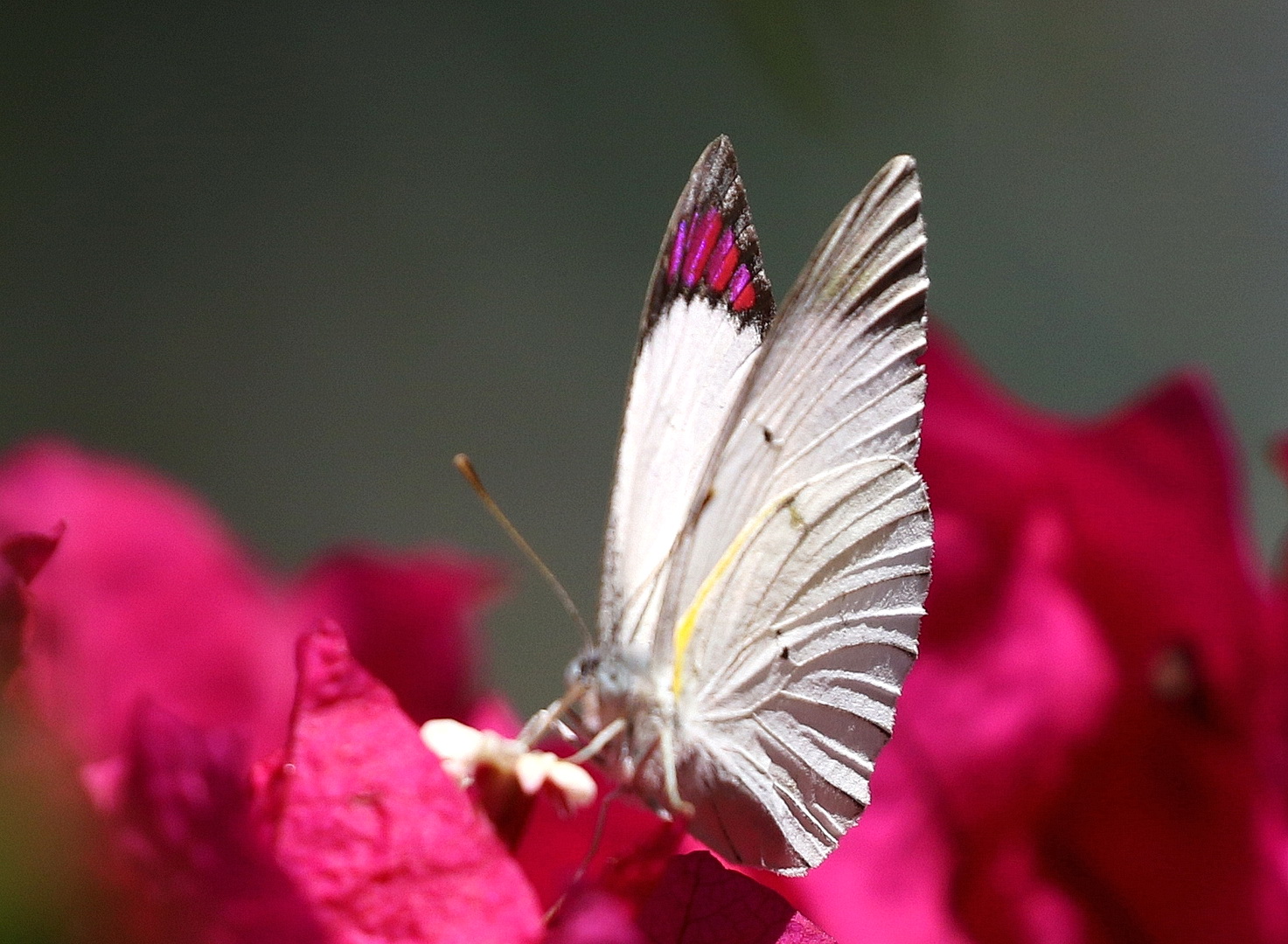 Red Butterfly – BirdLife eThekwini KZN