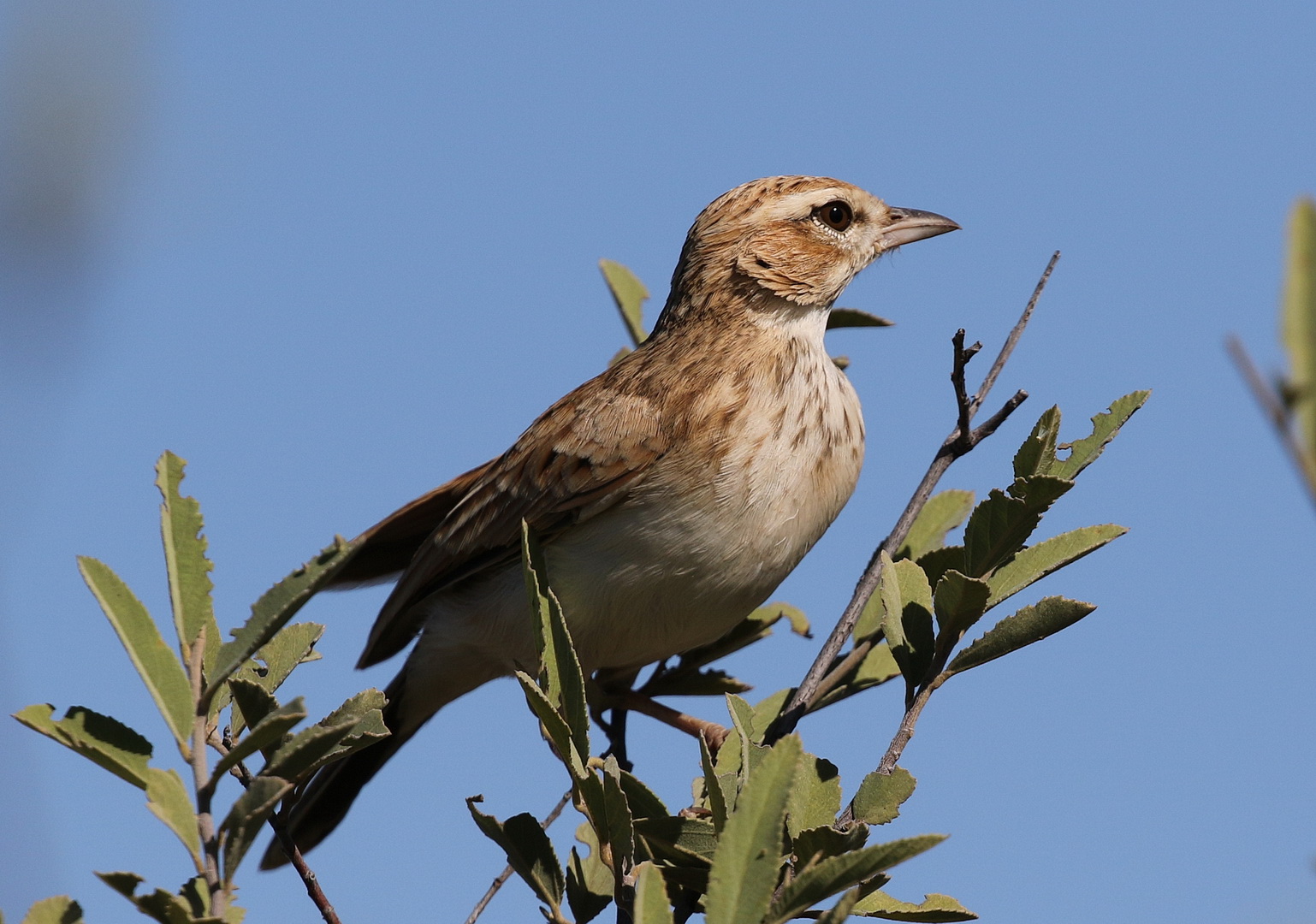 Sabota Lark (1) – BirdLife eThekwini KZN