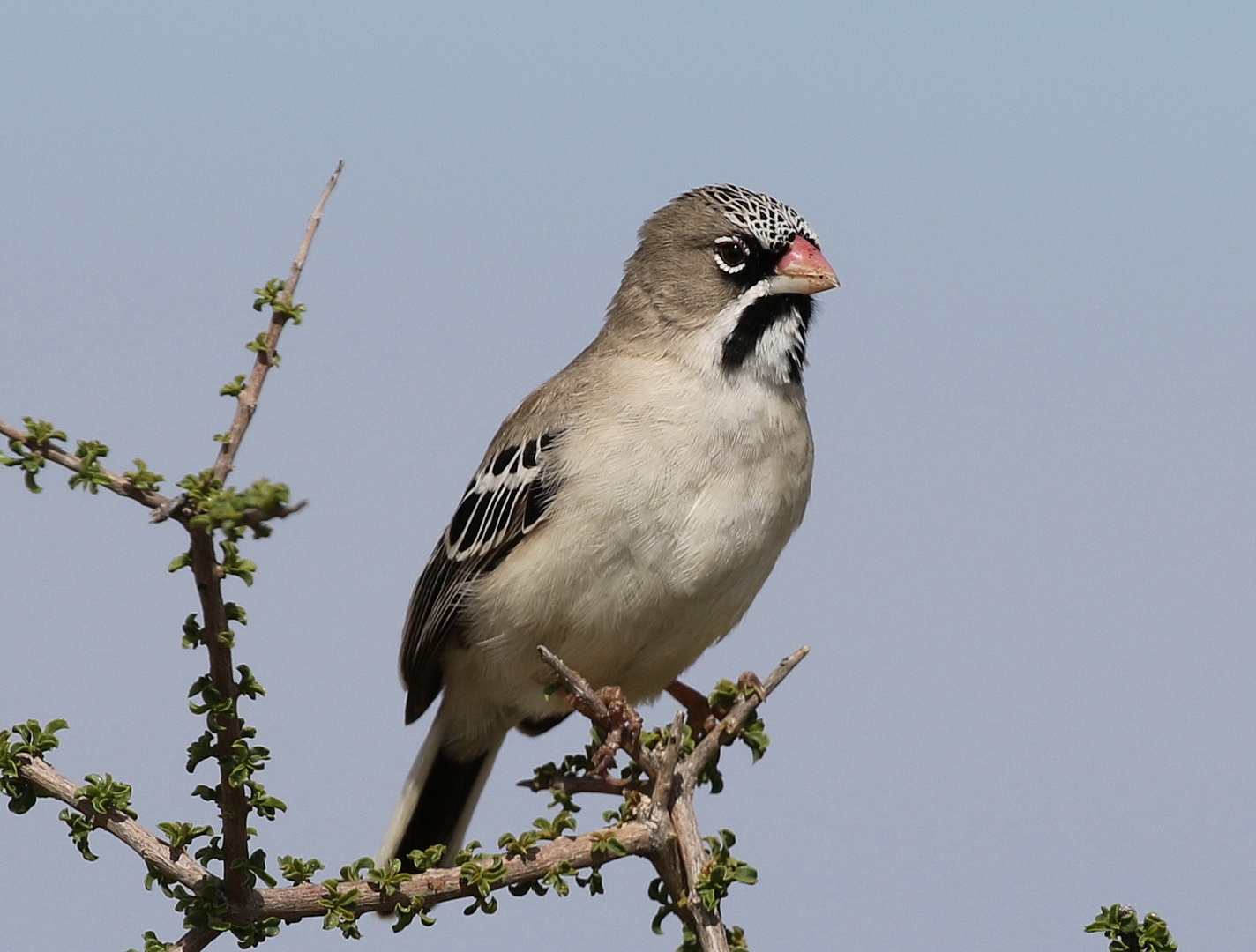 Scaly-feathered Weaver – BirdLife eThekwini KZN