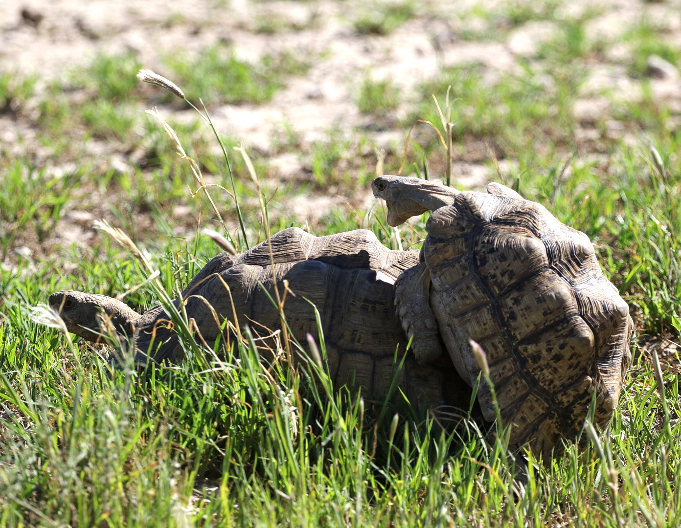 Tortoises – bit too small for the job – BirdLife eThekwini KZN