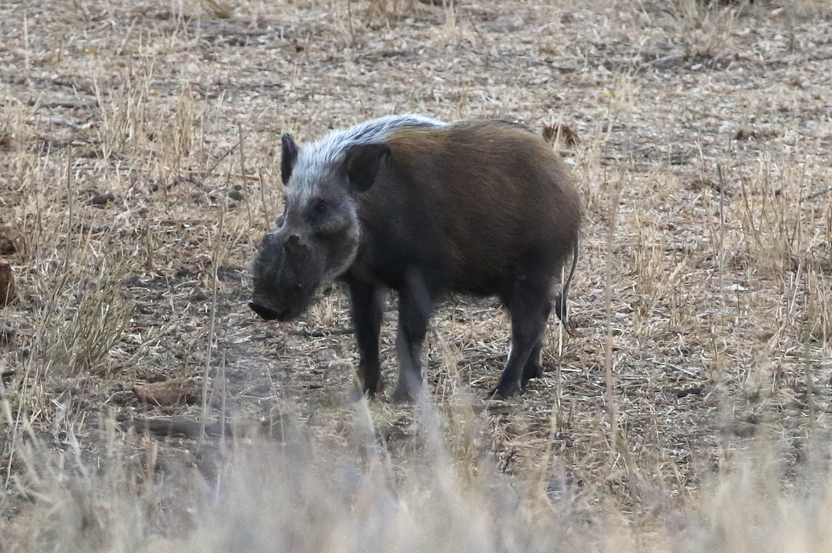 Bush Pig – BirdLife eThekwini KZN