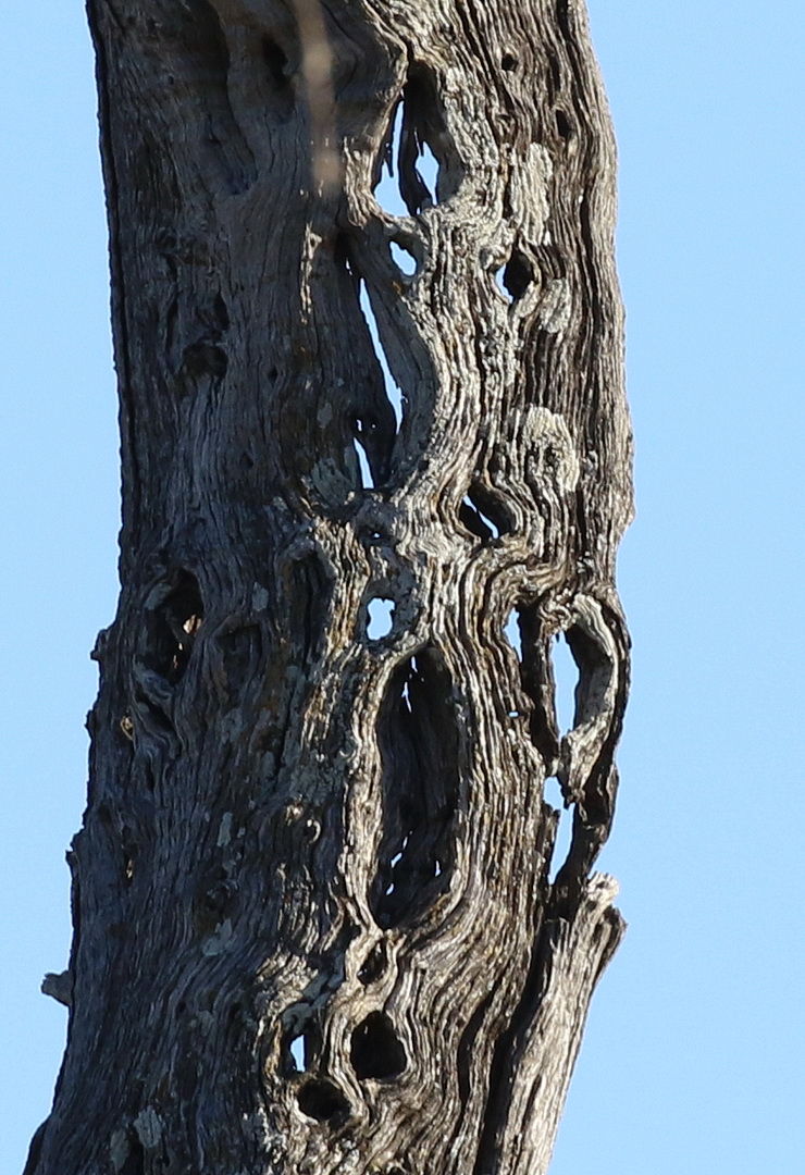 Holy Tree – BirdLife eThekwini KZN