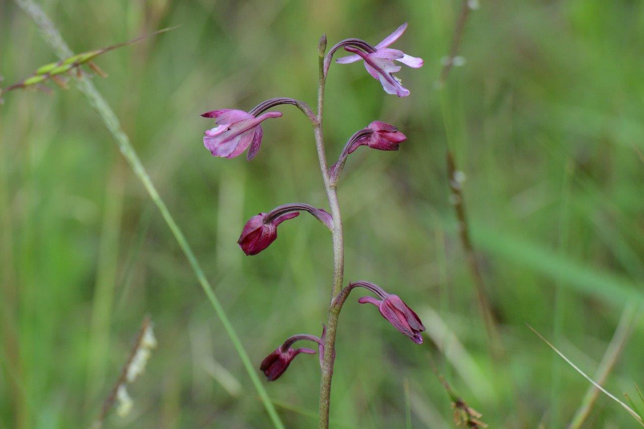 Orchid – Eulophia sp 2 – Dave Rimmer – BirdLife eThekwini KZN