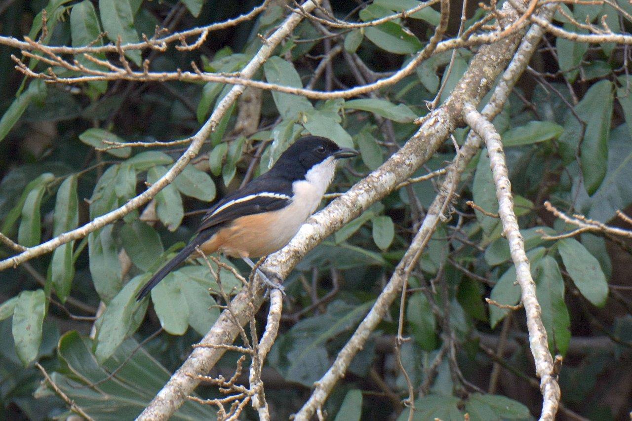 New Germany Nature Reserve Outing – BirdLife eThekwini KZN