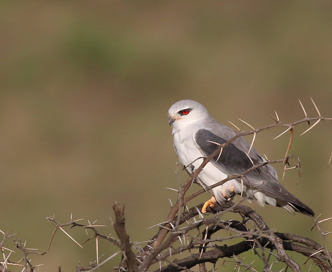 Black-winged Kite – BirdLife eThekwini KZN