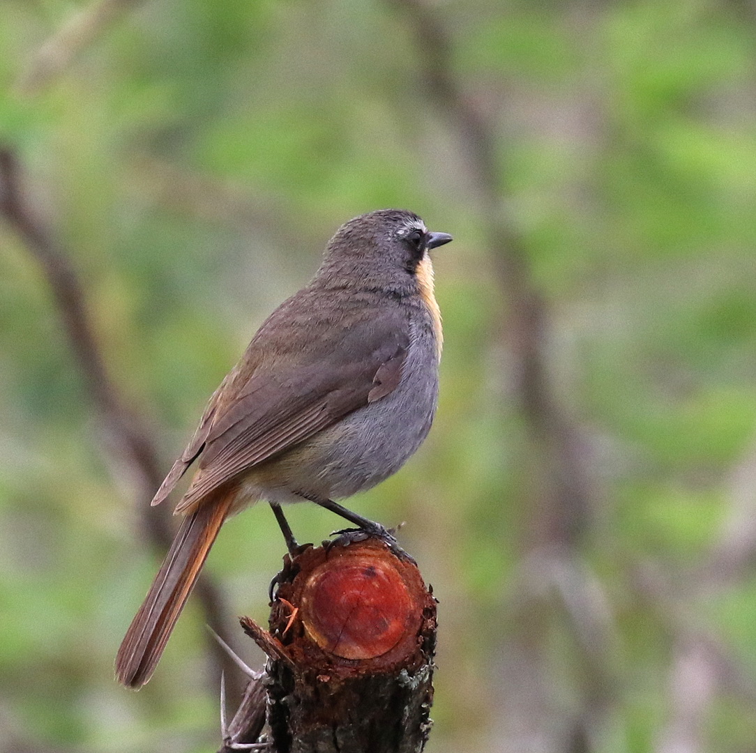 Cape Robin-Chat – BirdLife eThekwini KZN