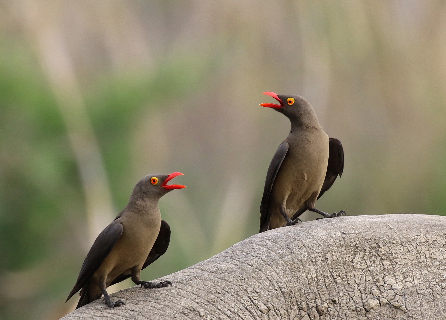 Red-billed Oxpeckers – BirdLife eThekwini KZN