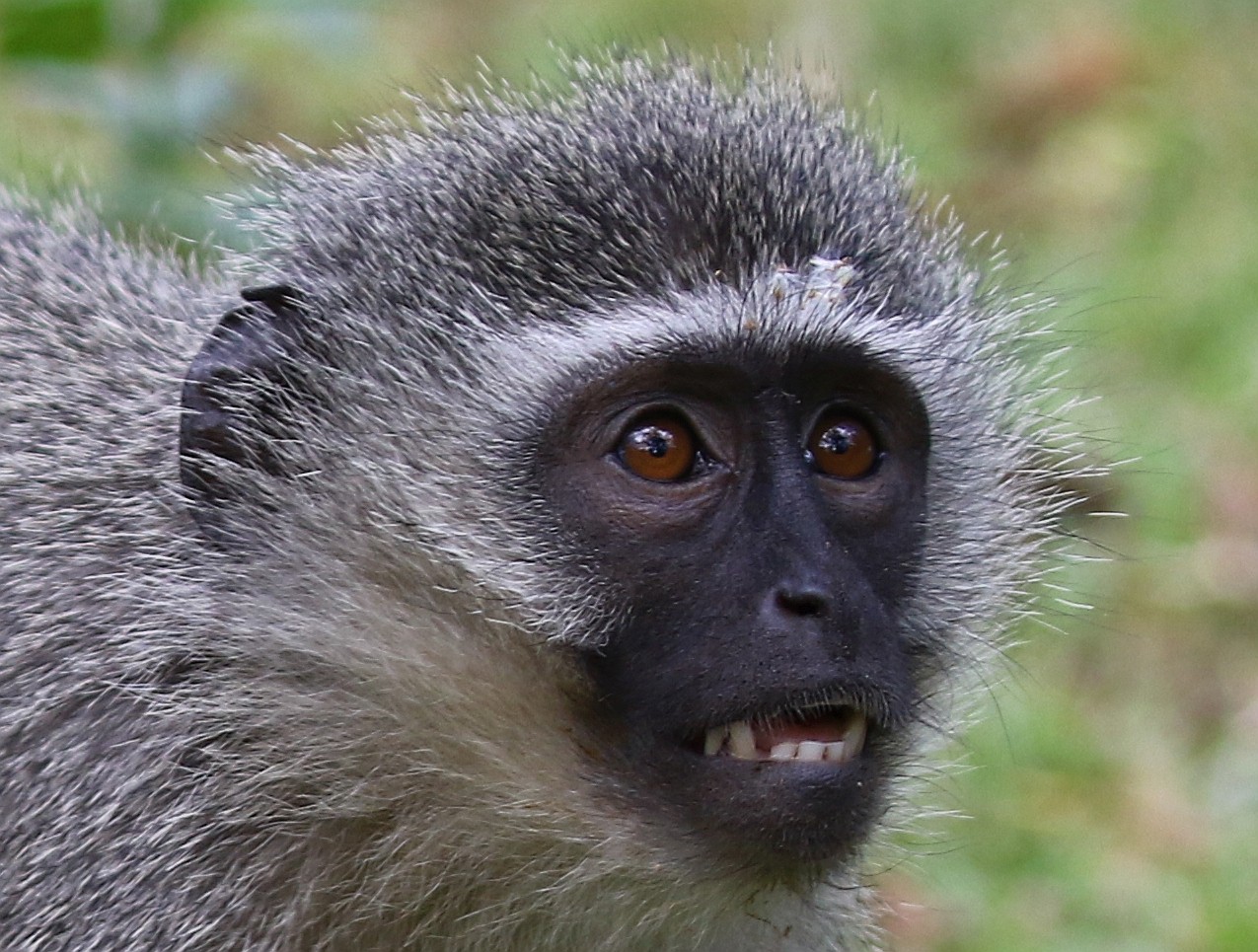 Vervet Monkey – Mick Jackson (2) – BirdLife eThekwini KZN