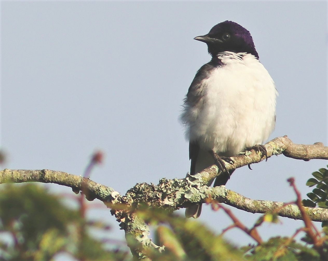 Violet-backed Starling – David Swanepoel – BirdLife eThekwini KZN