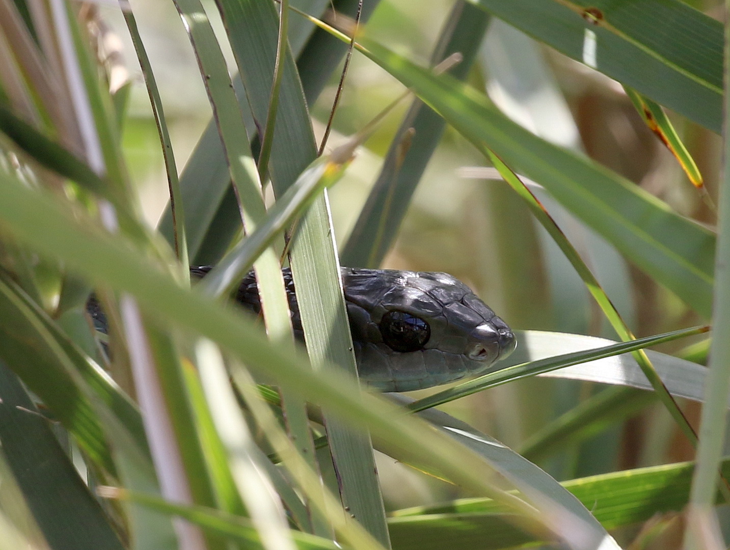 Blue Snake head – BirdLife eThekwini KZN