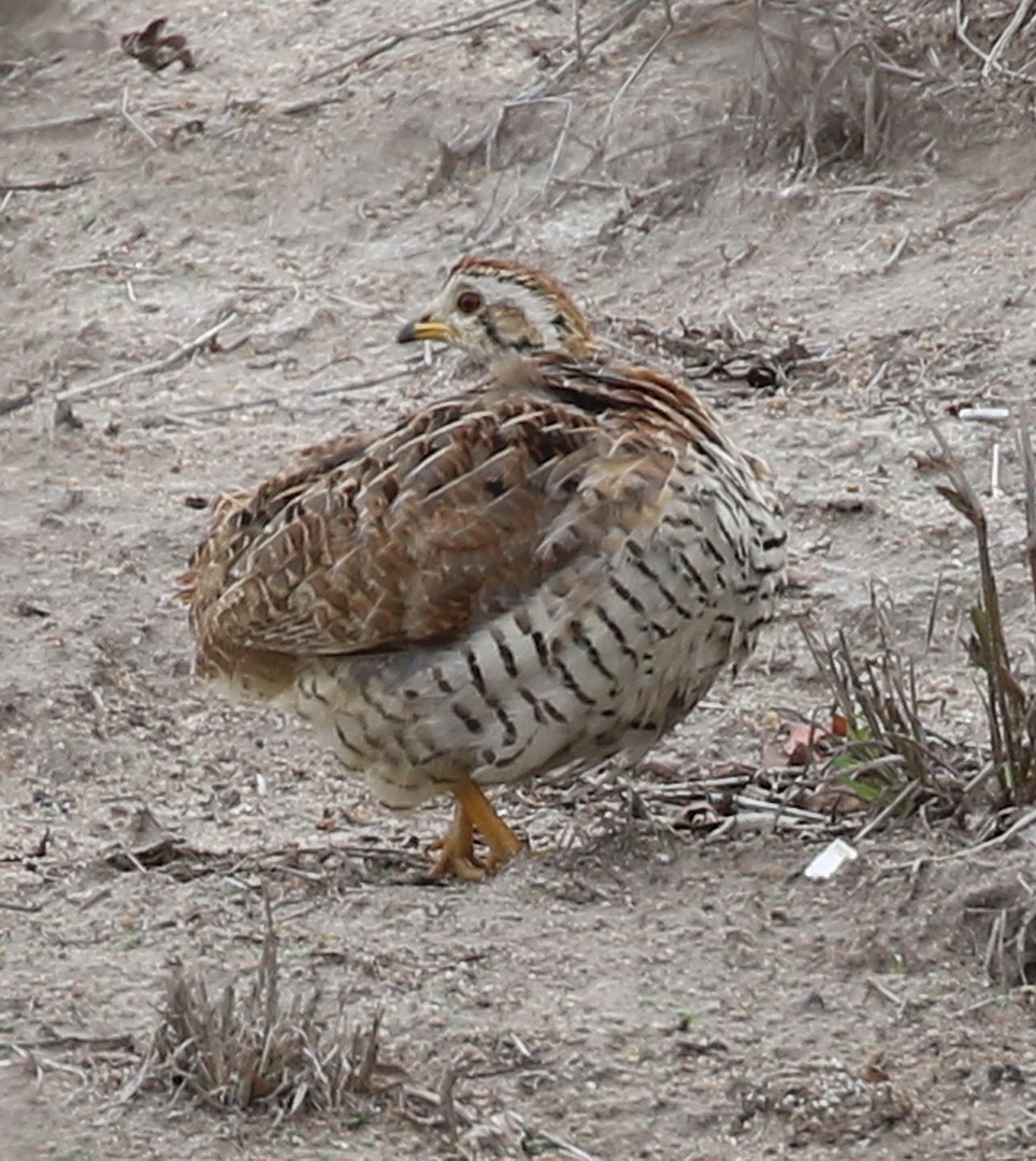 Coqui Francolin female – BirdLife eThekwini KZN
